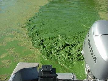 Photos of Algal Blooms | Wisconsin Department of Health Services